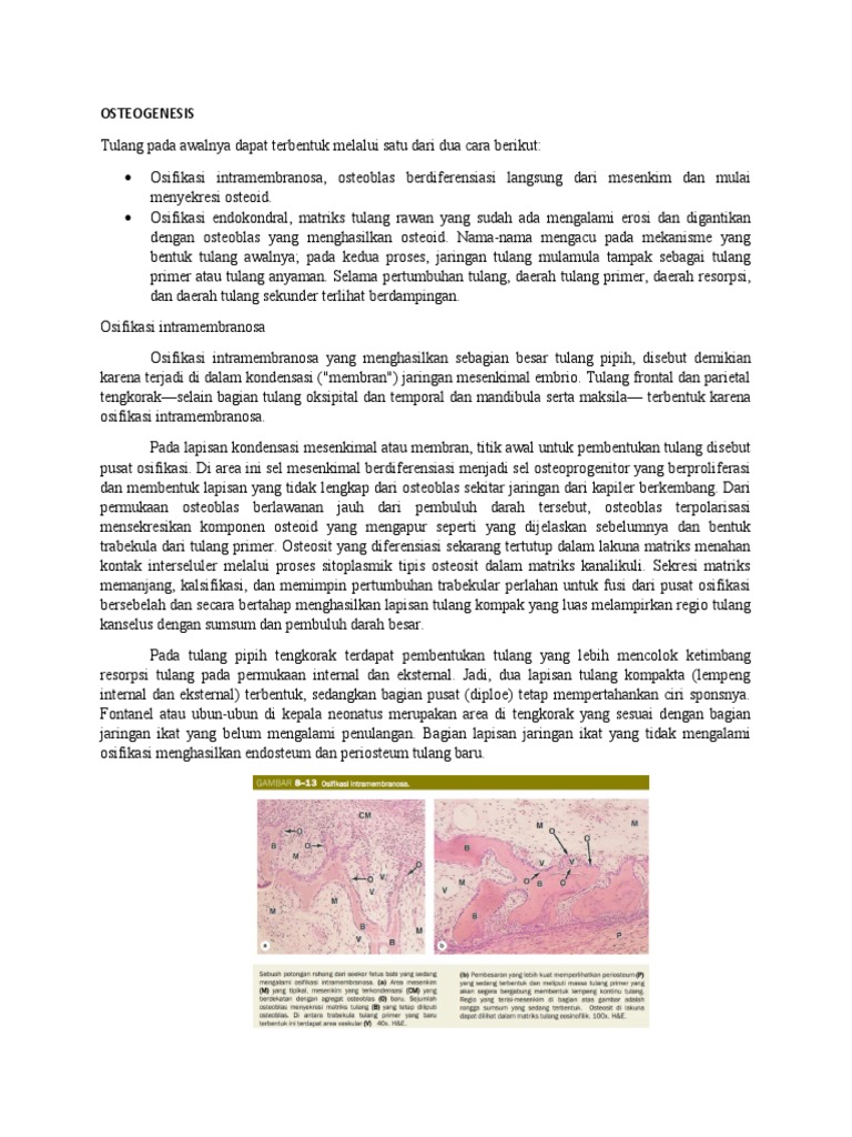 OSTEOGENESIS: THE FORMATION OF BONE THROUGH TWO DISTINCT PROCESSES | PDF