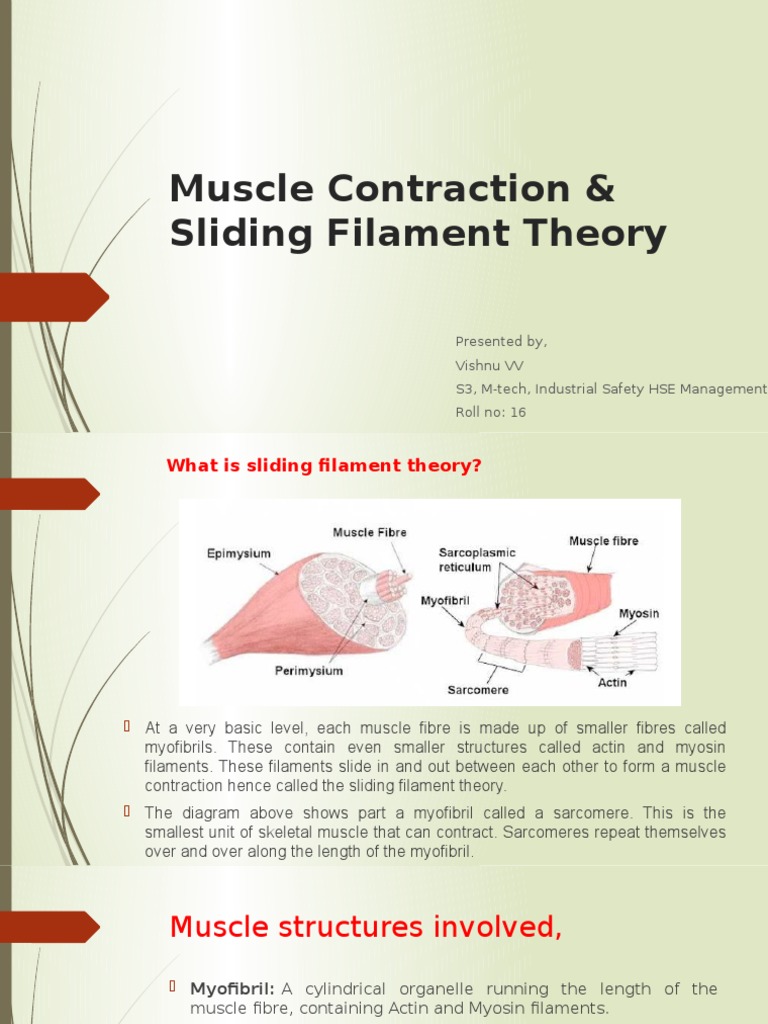 Muscle Contraction & Sliding Filament Theory | PDF | Muscle Contraction ...