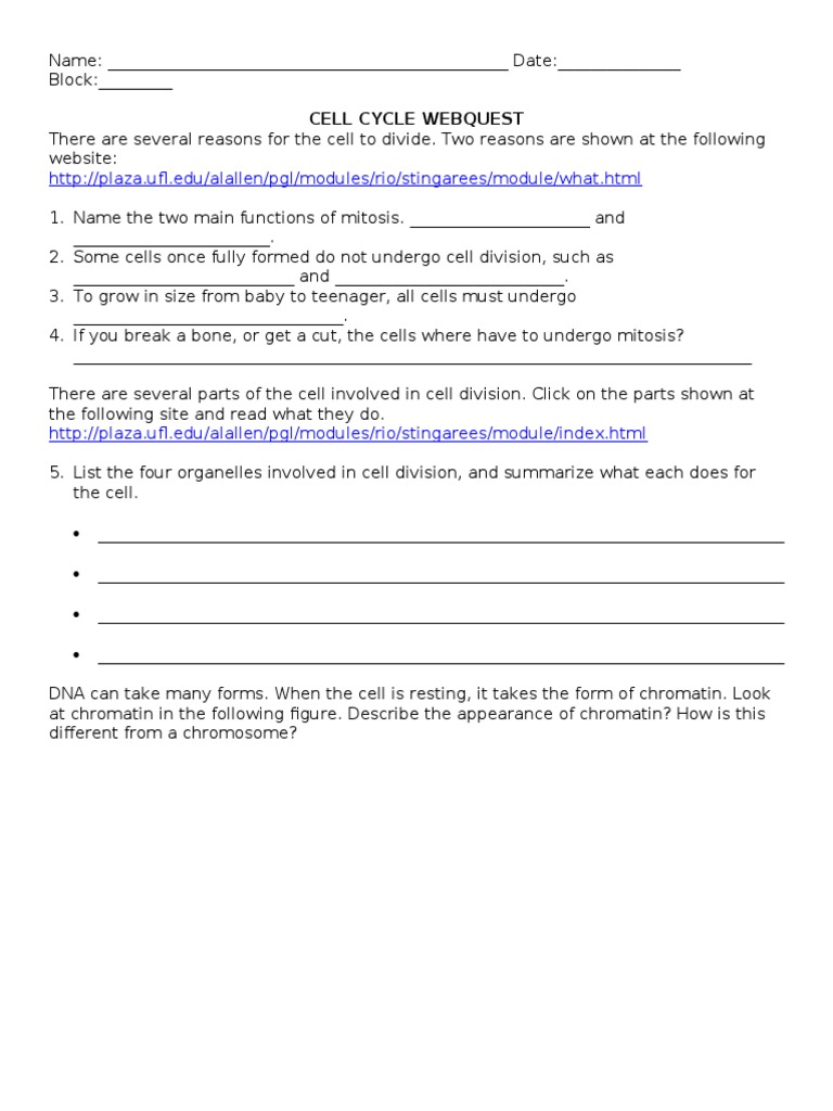 Mitosis and Cell Cycle Webquest Guide | PDF | Mitosis | Cell Anatomy
