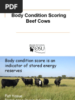 Body Condition Scoring | PDF | Calf | Cattle