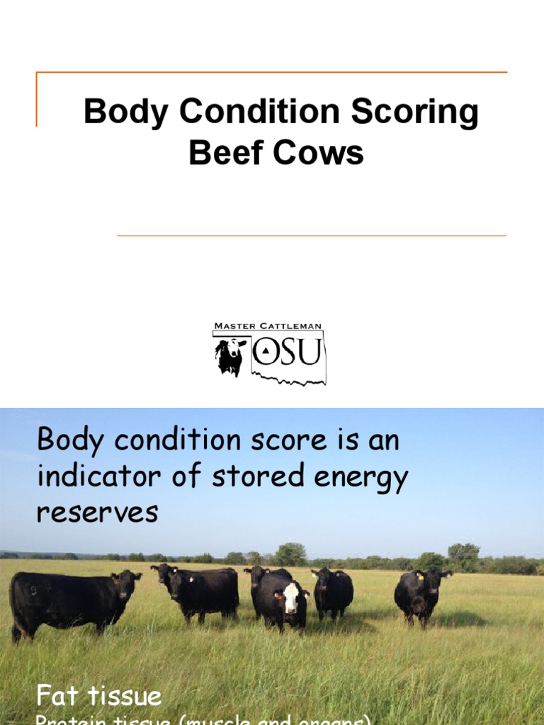 Body Condition Scoring | PDF | Calf | Cattle