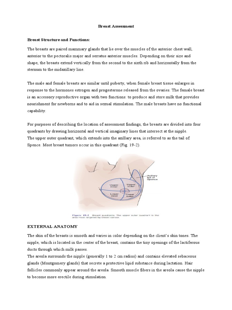 Breast Assessment | PDF | Nipple | Breast