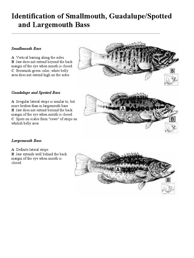 Identification of Smallmouth, Guadalupe/Spotted and Largemouth Bass ...