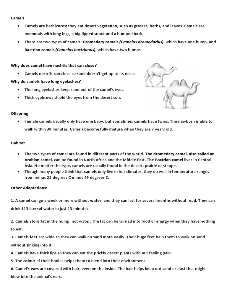 Camel Adaptations for Desert Survival | PDF | Ethnobiology | Even Toed ...