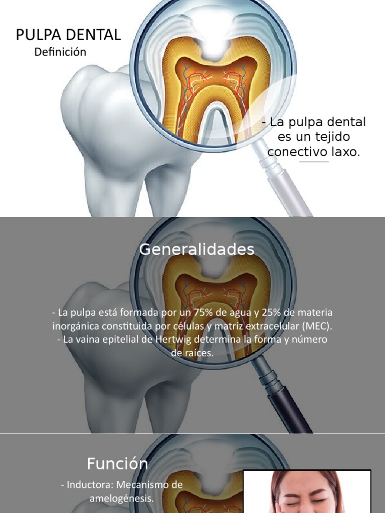 Funciones y Composición de la Pulpa Dental | PDF