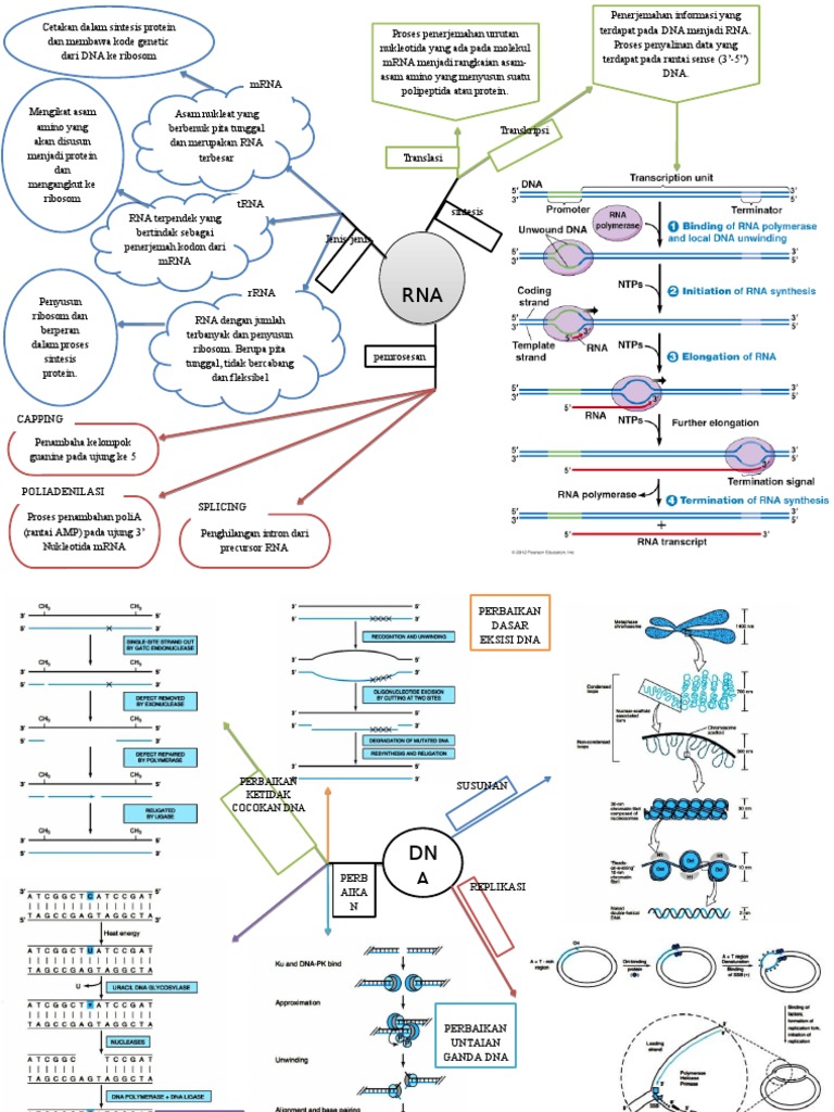 MIND MAP Biokimia | PDF