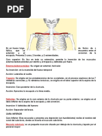Anatomía de la Escápula y sus Partes | PDF | Hombro | Articulaciones