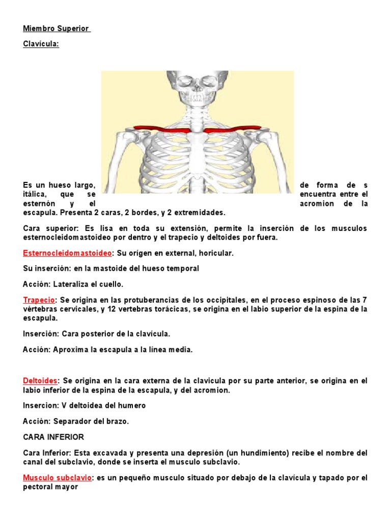 Miembro Superior Anatomia | PDF | Anatomía humana | Sistema esquelético