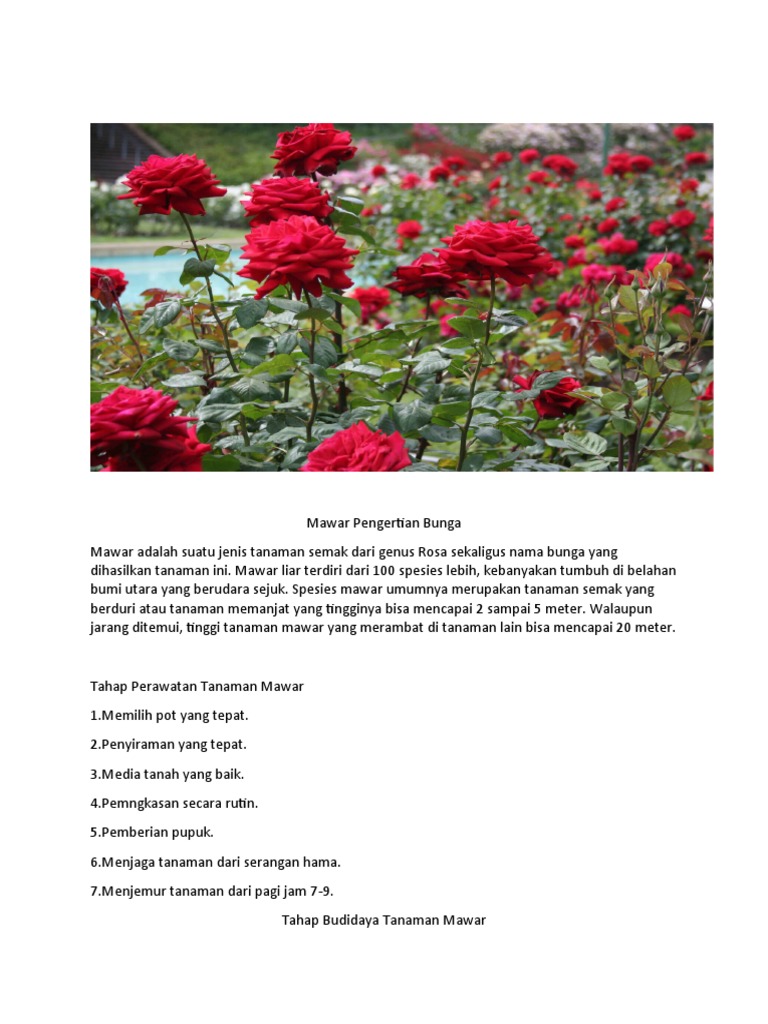 Pengertian dan Tahapan Budidaya Tanaman Mawar | PDF