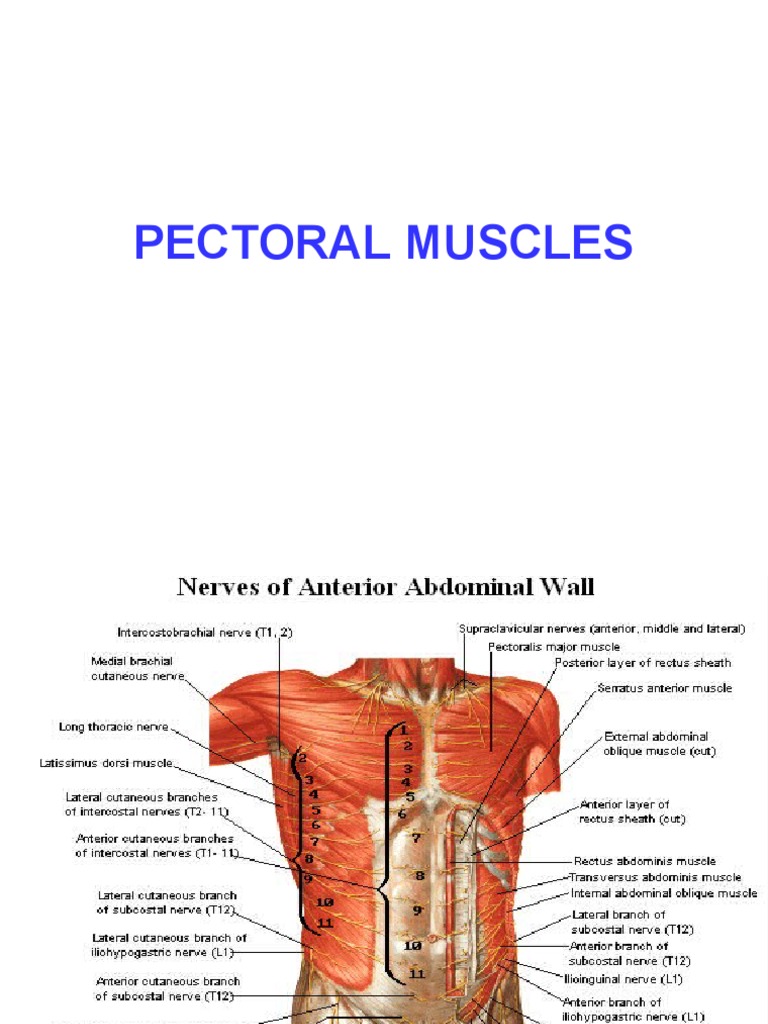 Pectoral Muscles | PDF | Musculoskeletal System | Soft Tissue