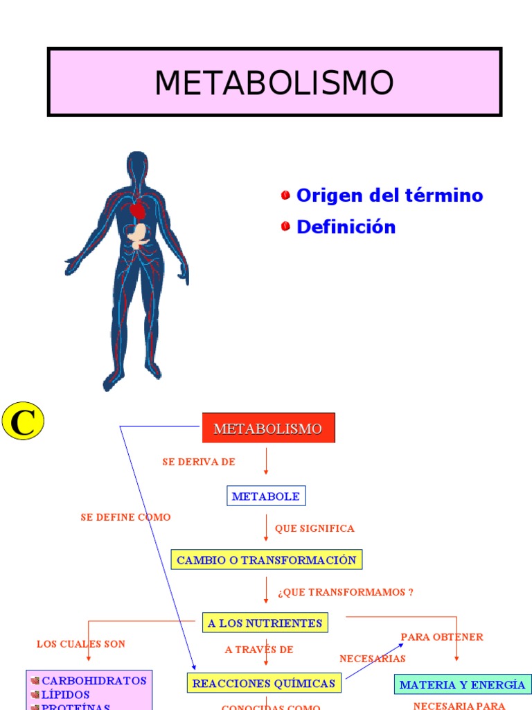 Metabolismo Humano: Definición y Funciones | PDF | Metabolismo | Nutrientes