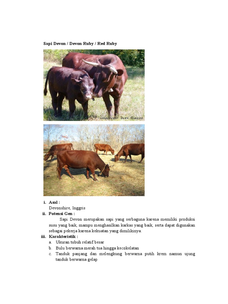 Sapi Devon | PDF