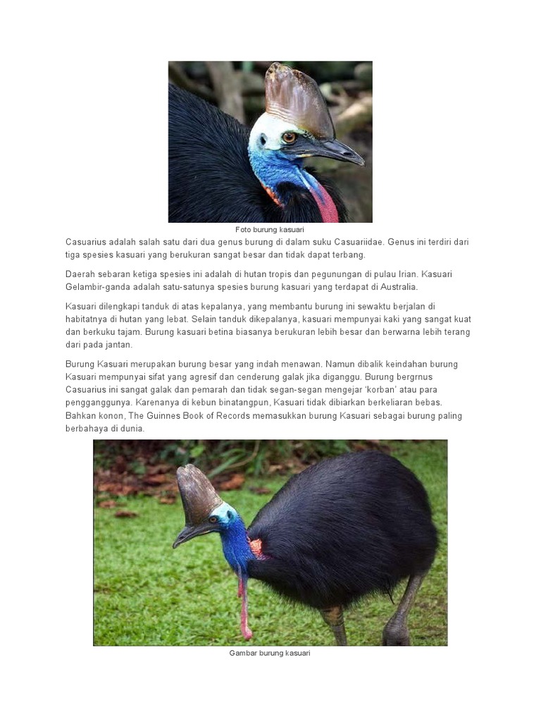 Ciri dan Habitat Burung Kasuari | PDF | Griya & Taman | Sejarah