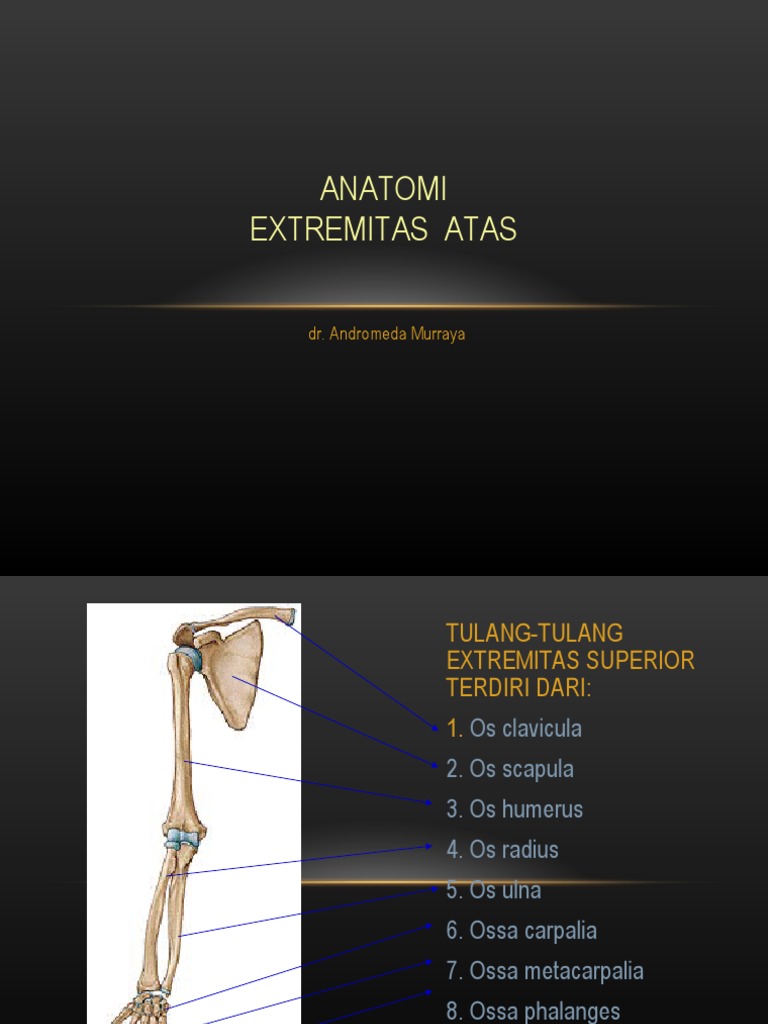 Extremitas Superior | PDF | Joints | Human Anatomy