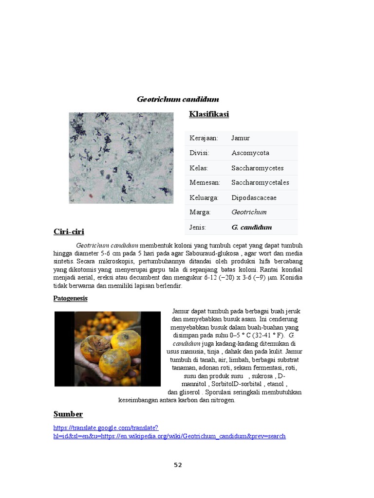 Karakteristik Geotrichum candidum | PDF