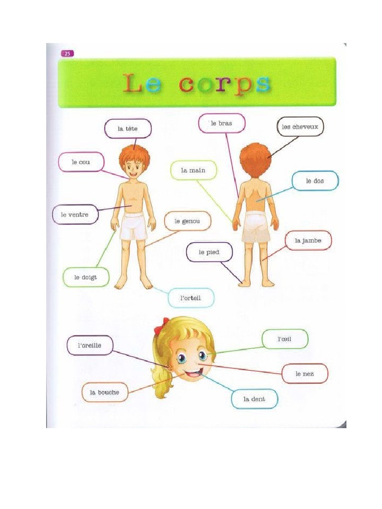 Corpul Uman Franceza | PDF
