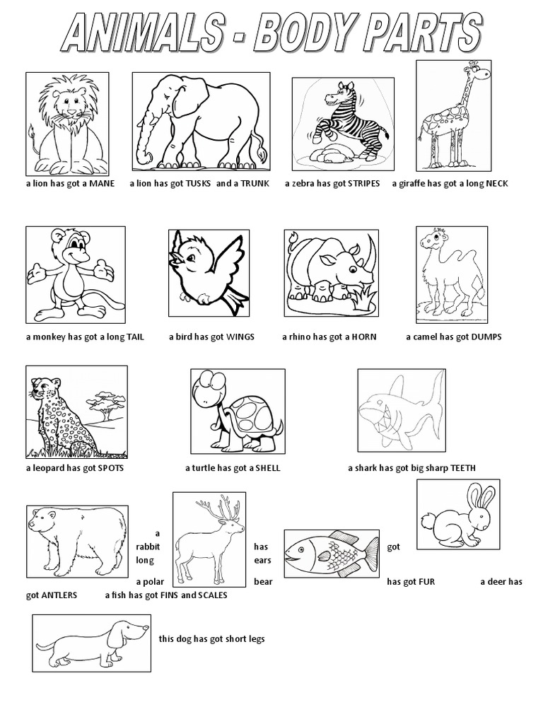 Cut and Glue Animals Body Parts Picture Description Exercises Picture ...