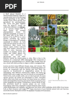 Adaptations of The Leaf For Photosynthesis and Gaseous Exchange | PDF ...