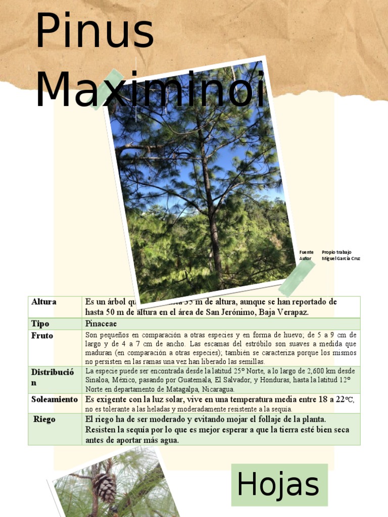 Características del Pino Maximinoi | PDF | Arboles | Hoja