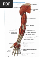 Prime Mover Muscles Guide | PDF | Soft Tissue | Joints