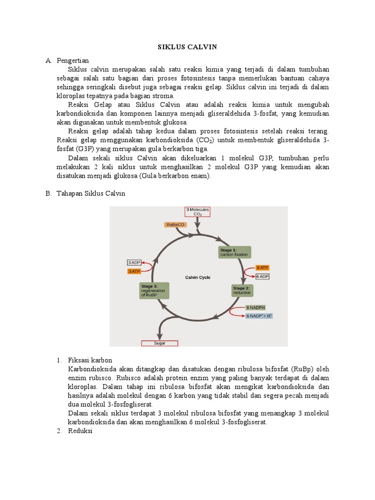 Proses Siklus Calvin dalam Fotosintesis | PDF