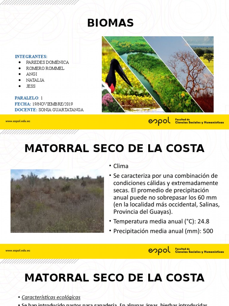 BIOMAS | PDF | Los bosques | Arboles