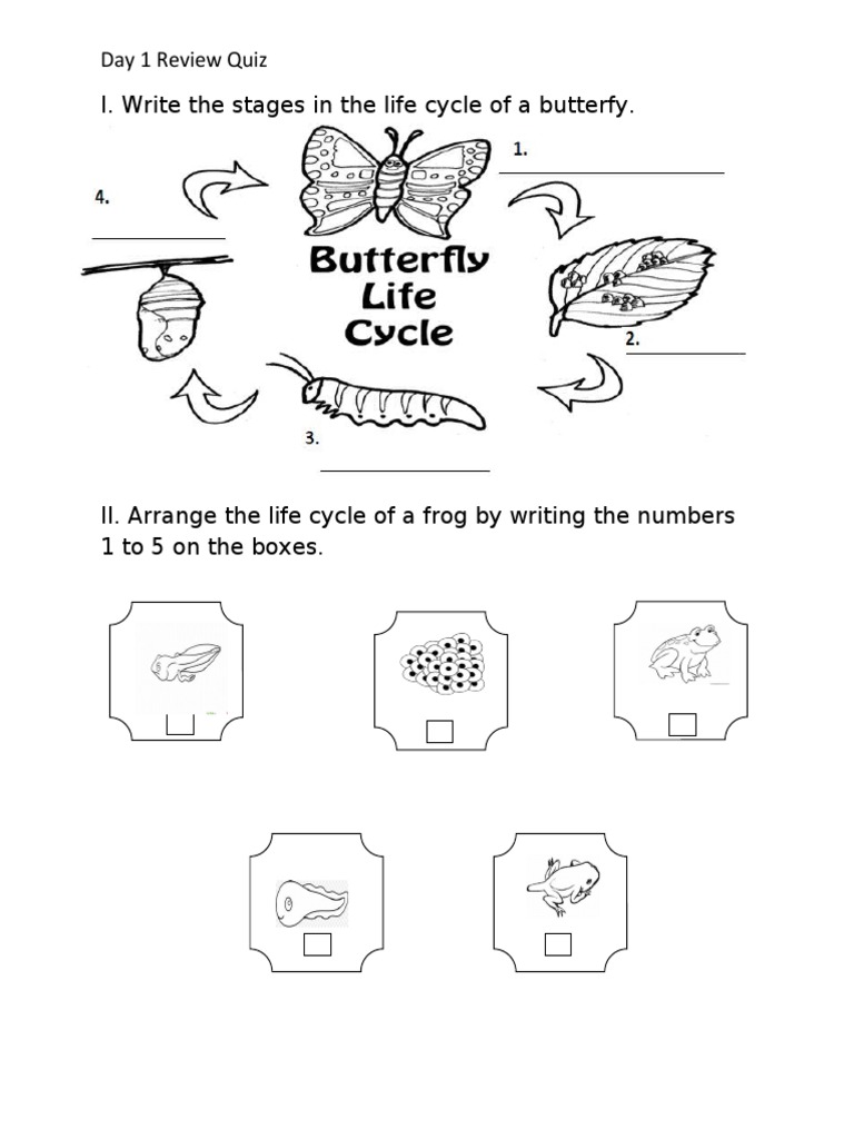 Butterfly and Frog Life Cycle Quiz | PDF