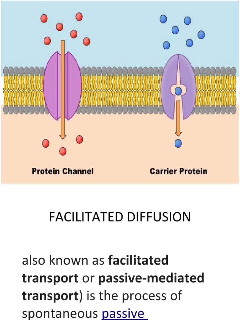 Facilitated Diffusion | PDF