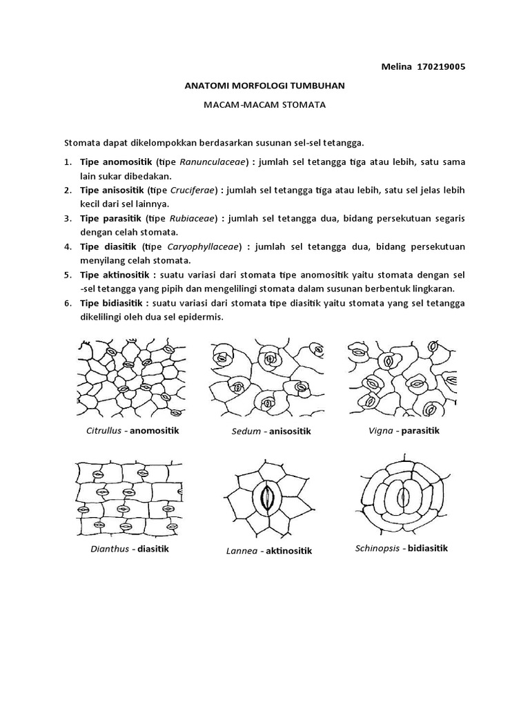 Tipe-Tipe Stomata pada Tumbuhan | PDF