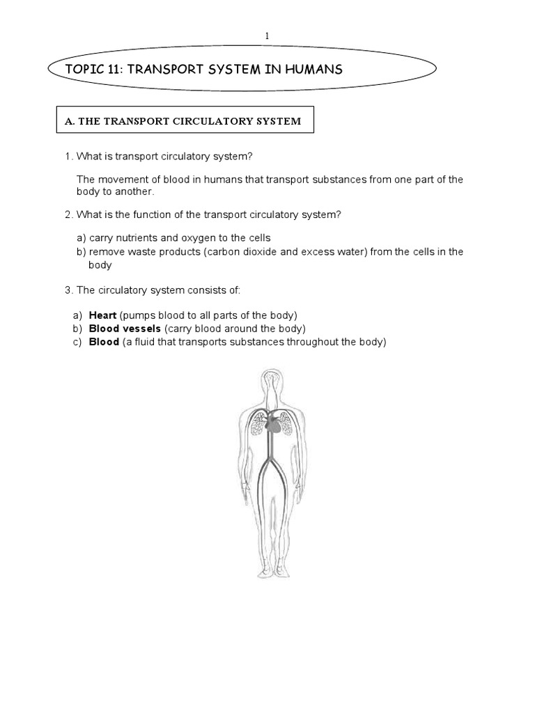 Notes (Transport System in Humans) | PDF | Circulatory System | Heart