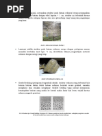 Foliasi and Non Foliasi | PDF