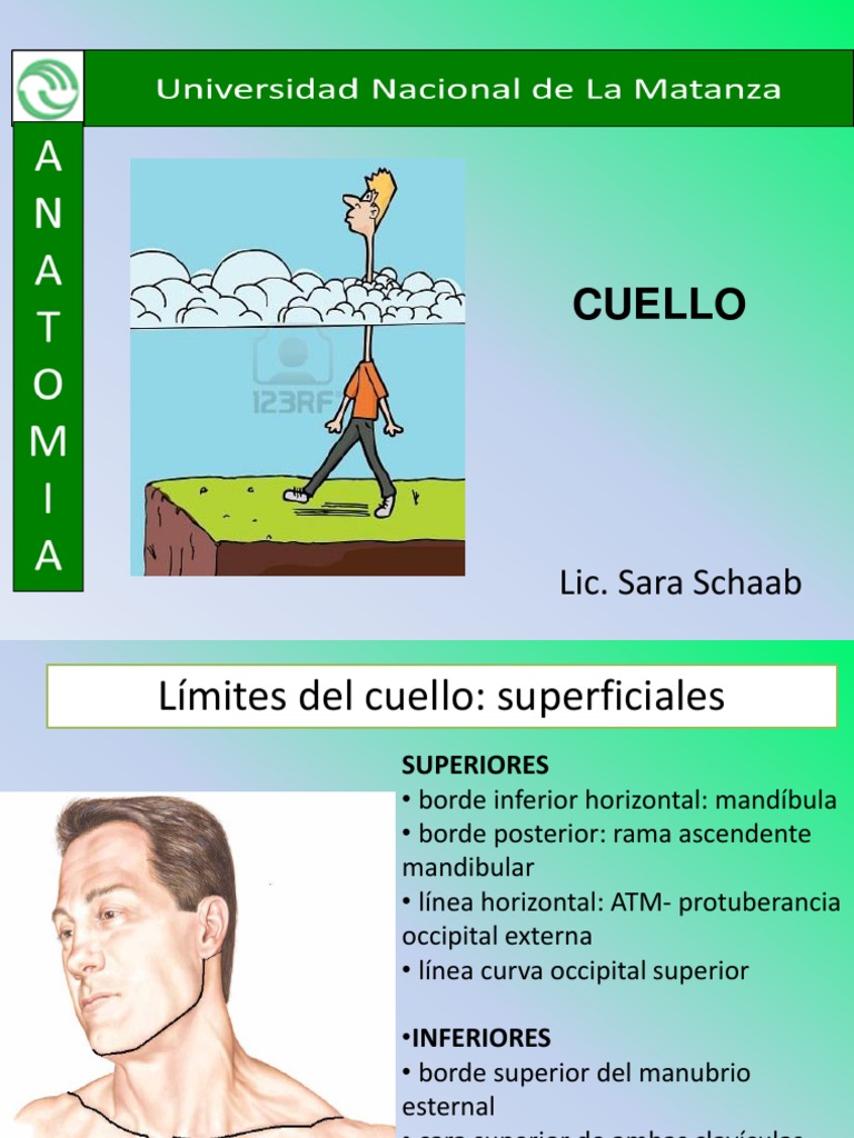 Anatomía y Estructura del Cuello | PDF | Anatomía humana | Cabeza y ...