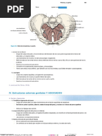 Tabla de Músculos Del Suelo Pélvico (Periné) | PDF | Pelvis | Anatomía ...