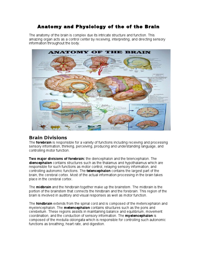 Anatomy and Physiology of The of The Brain | PDF | Cerebrum | Brainstem