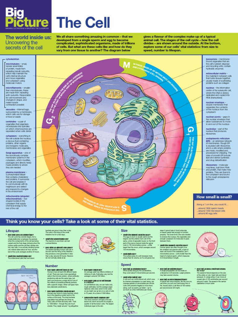 Big Picture On The Cell Poster | PDF | Endoplasmic Reticulum | Cell ...