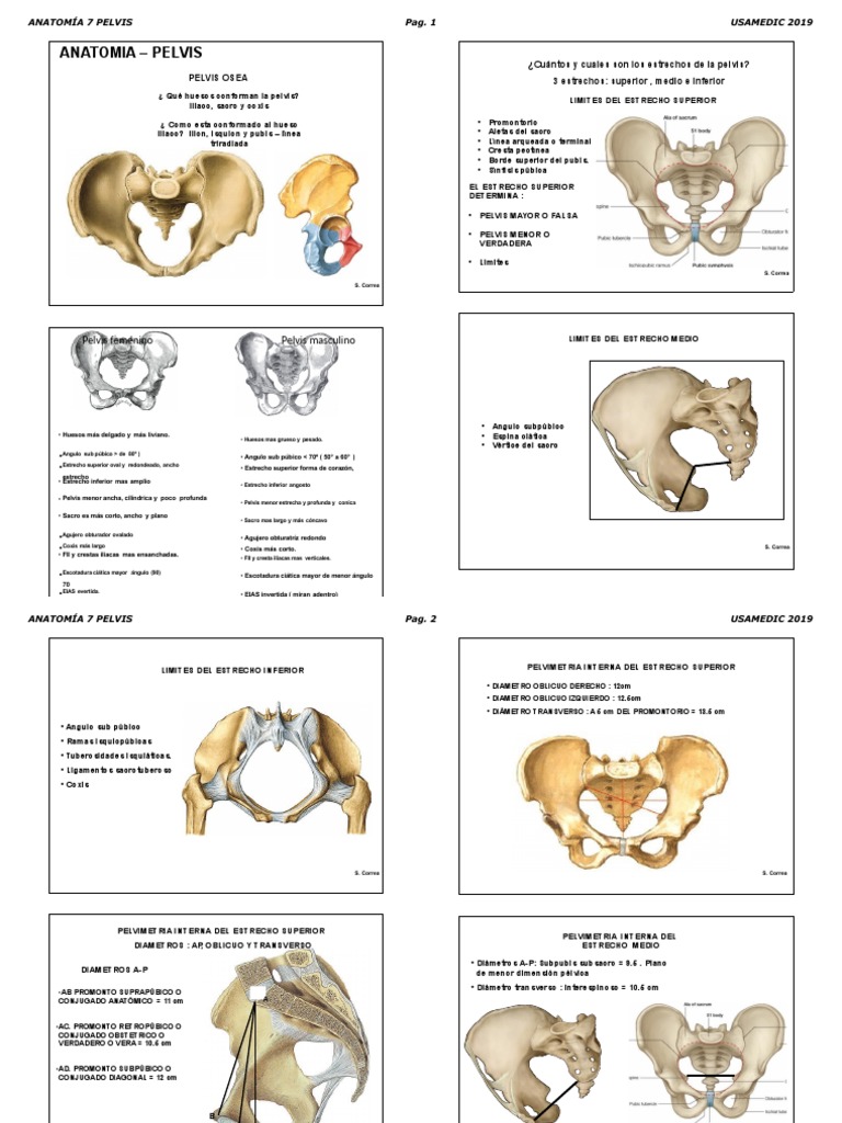 ANATOMIA 7 PELVIS Alumno 2019 | PDF | Pelvis | Recto