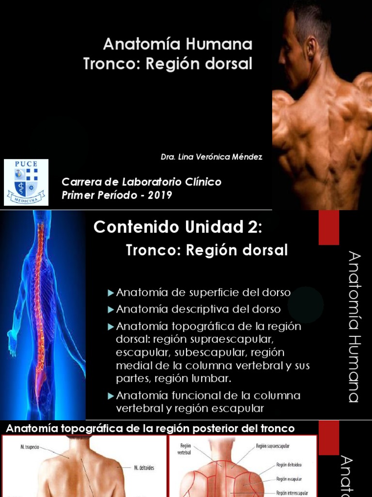 Anatomía Clase 2 Region Dorsal | PDF