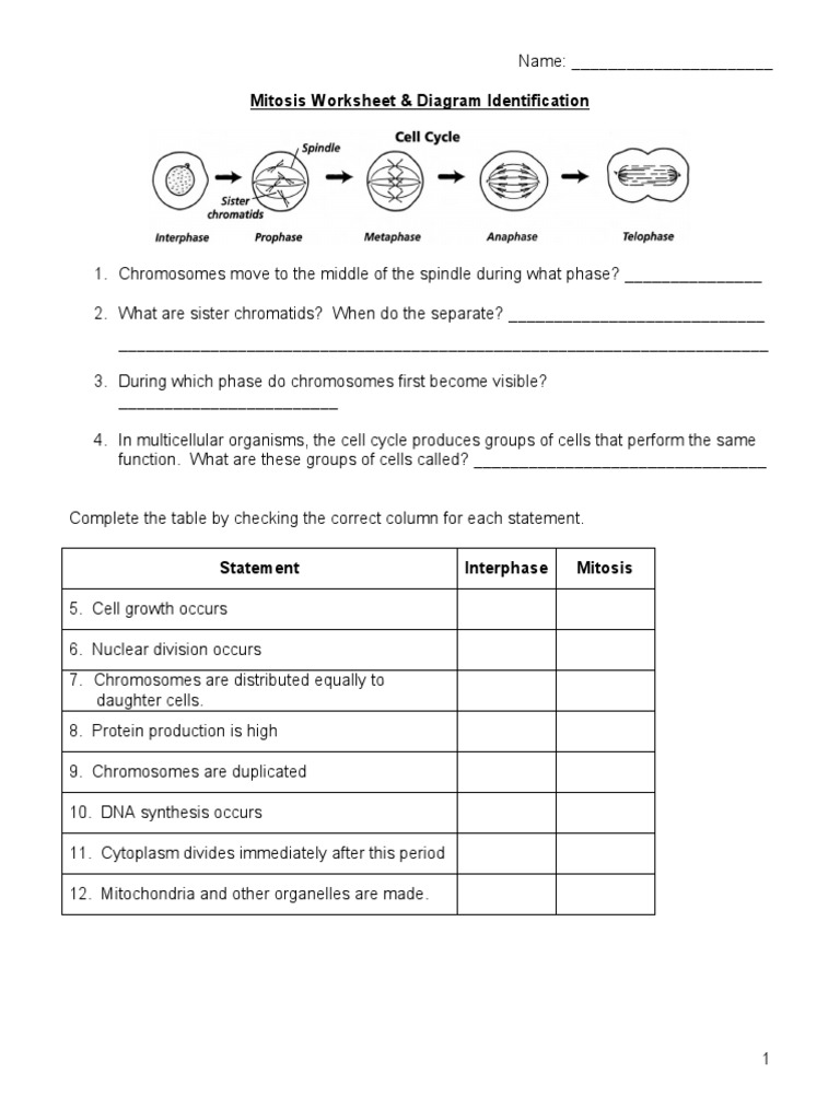 Mitosis Worksheet & Diagram Guide | PDF | Mitosis | Cell (Biology)