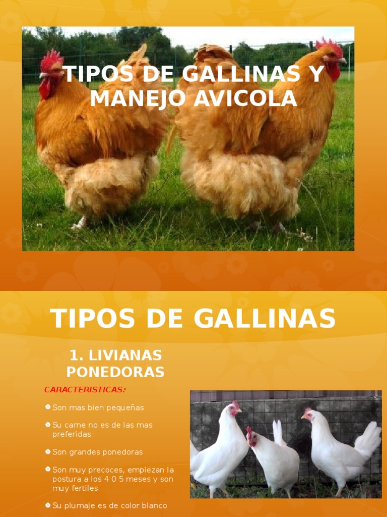 Tipos de Gallina y Manejo Avicola | PDF | Pollo | Carne