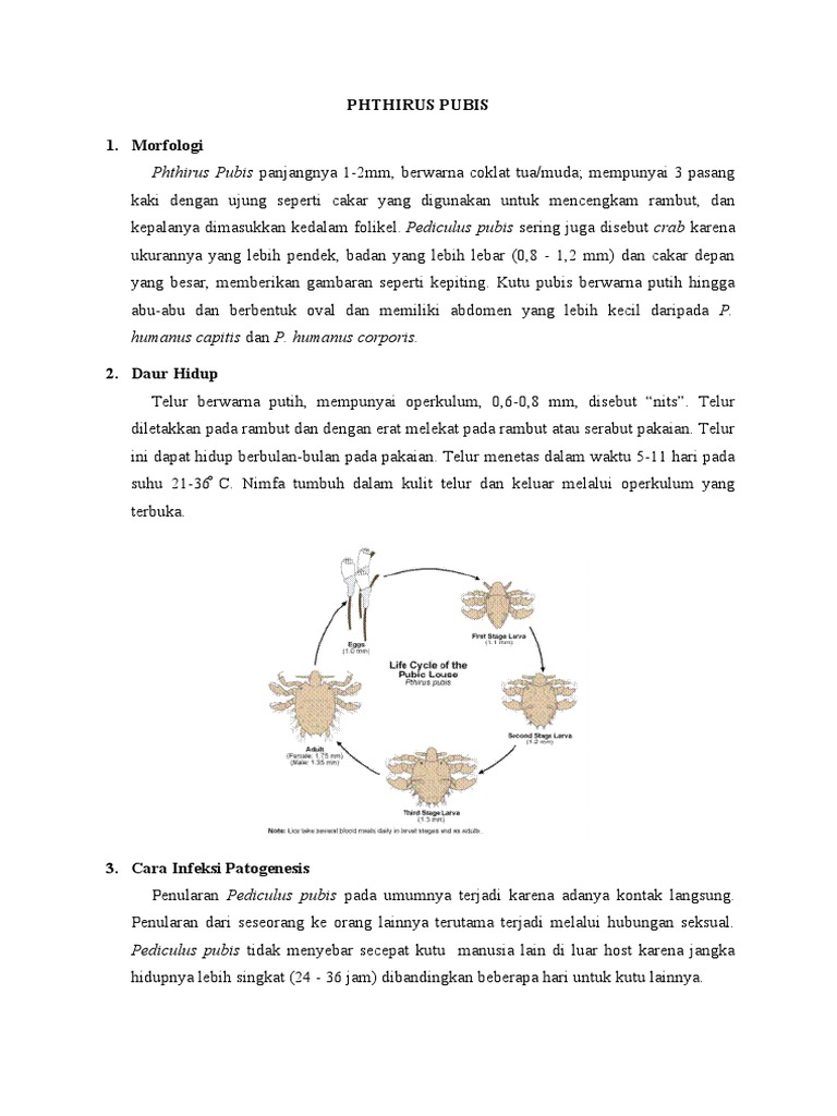 Phthirus Pubis | PDF