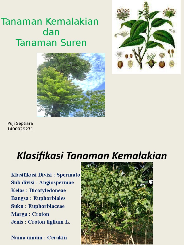 Tanaman Kemalakian & Suren | PDF