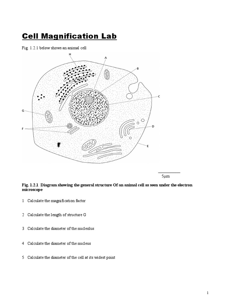 Calculating Cell Structures: A Comparison of Magnified Animal and Plant ...