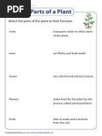 Parts of A Tree Worksheet | PDF
