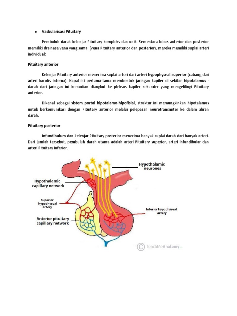 Vaskularisasi Organ-organ Endokrin dan Ekskretor | PDF