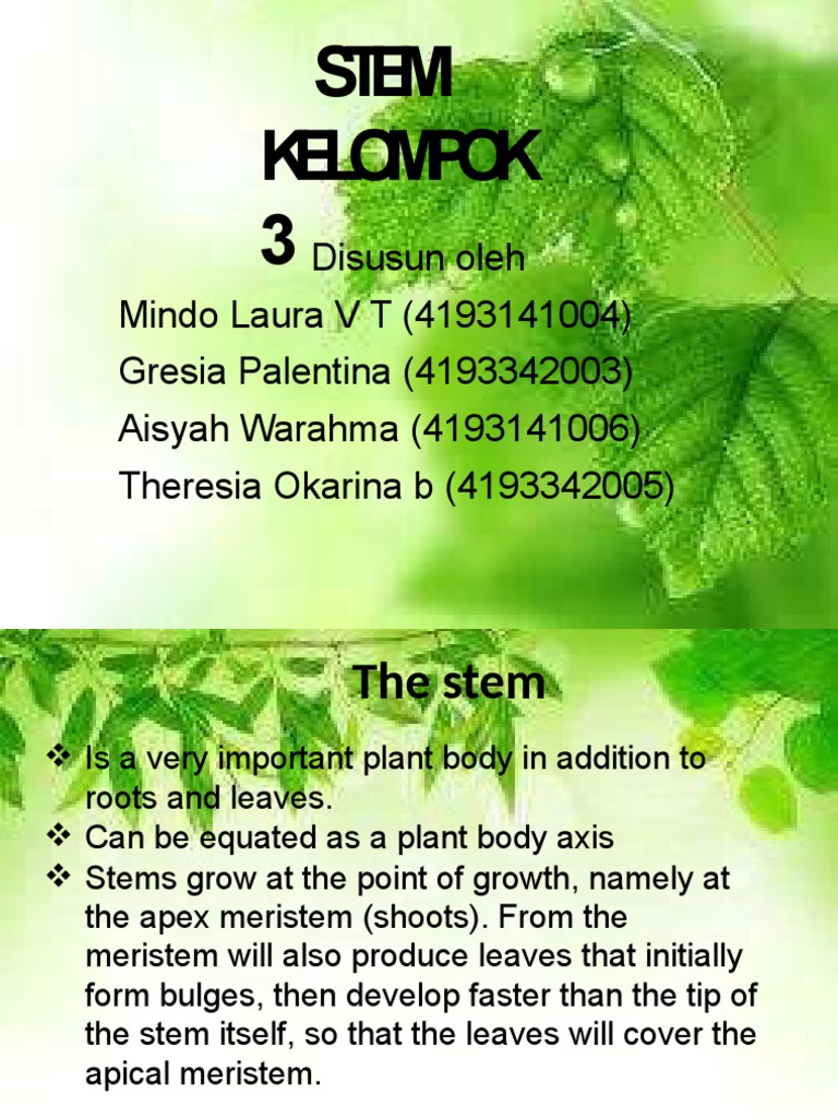 The STEM: An Important Part of Plant Structure | PDF | Branches Of ...