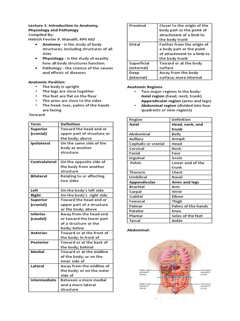 Anatomy and Physiology Overview | PDF | Anatomical Terms Of Location ...