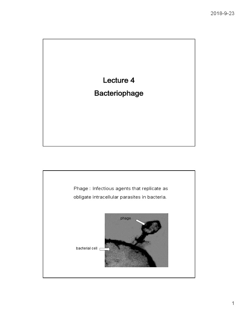 Lecture 4 PPT PDF | PDF | Bacteriophage | Molecular Biology