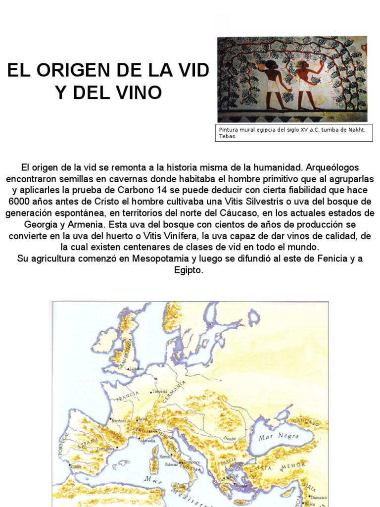 Historia de La Vid-Vino | PDF | Vitis | Vino