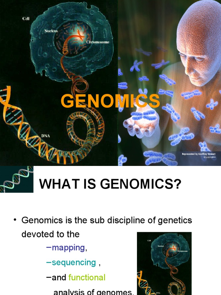 Genomics Final | PDF | Genome | Human Genome