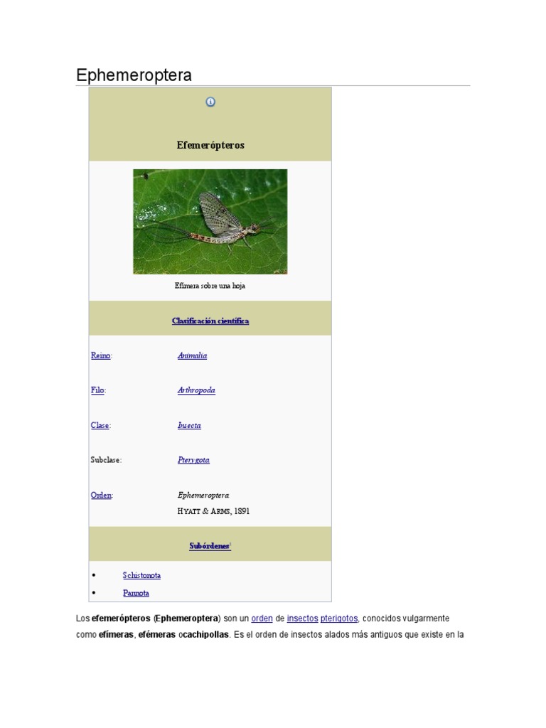 Efemerópteros: Insectos Efímeros | PDF | Hexapoda | Insectos